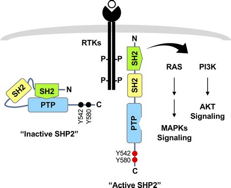 Shp The Protein Tyrosine Phosphatase Involved In Chronic Pulmonary