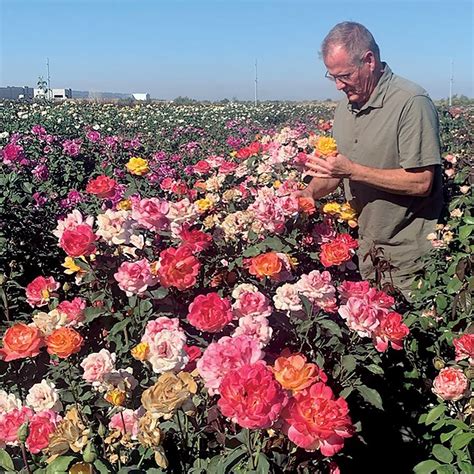 Rio Samba Hybrid Tea Rose Jackson Perkins