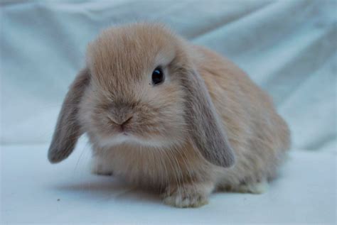 Diferencias De Un Conejo Enano Y Uno Normal Caracteristicas 40 OFF