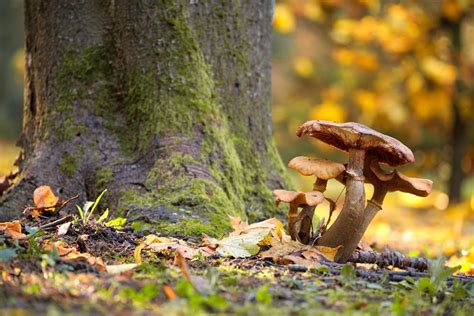 Quel est le rôle des champignons en forêt Neosylva
