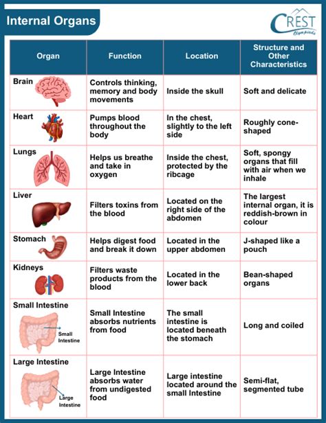 Organ Systems In Our Body Class Notes Science Olympiad
