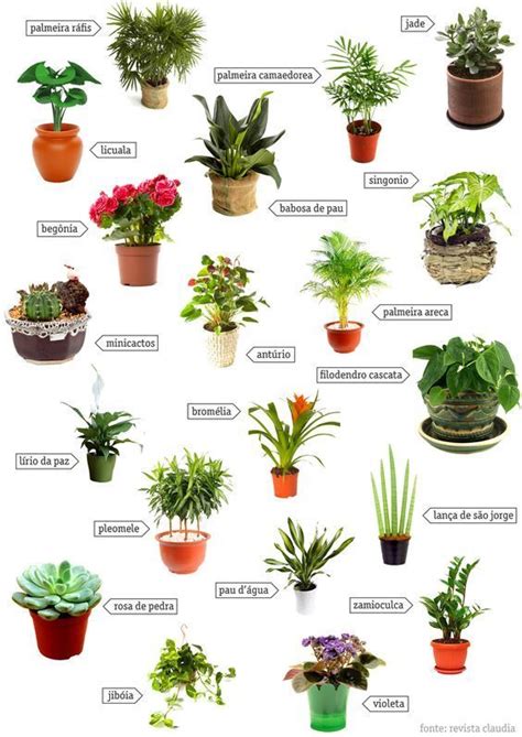 Esp Cies De Plantas Para Jardim Jardineria Y Plantas Plantas Para