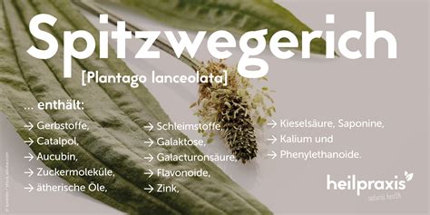 Spitzwegerich Anwendungen Wirkungen Und Herstellung Heilpraxis