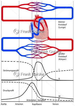 Physiologie Blutkreislauf Druckprofil und Strömungsprofil Medical