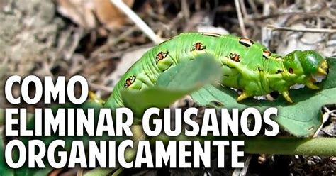 Como Eliminar Orugas De Forma Natural Guia Completa Cosas Del Jardin