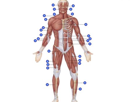 Anatomy Lab Practical Anterior View Of Superficial Muscles Diagram