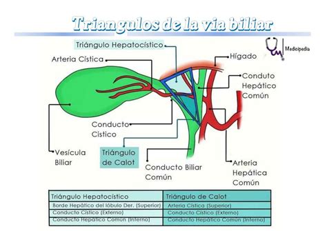 Tri Ngulos De La V A Biliar Medicipedia Udocz
