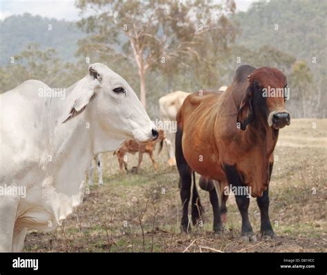 Brahman Beef Cattle On An Australian Ranch Stock Photo Alamy