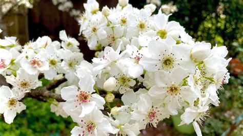 Ngắm hoa trái lê Nhật năm 2023 fleurs de nashi poire japonaise