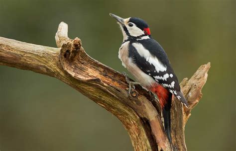 Pictures Of Woodpeckers In Pennsylvania Ericvisser