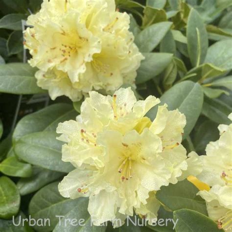 Rhododendron Florence Parks Urban Tree Farm Nursery