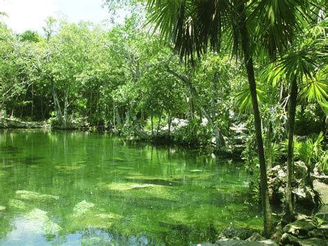 Selva Quintana Roo Maya Del Maya De Cenote Riviera Imagen De Archivo