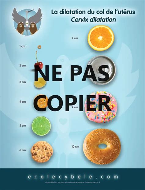 Affiche Évolution de la dilatation du col de l utérus Cybèle Espace
