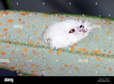 Larvae Of Black Scale Saissetia Oleae And Long Tailed Mealybug