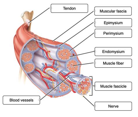 Lab Muscle Quiz Flashcards Quizlet