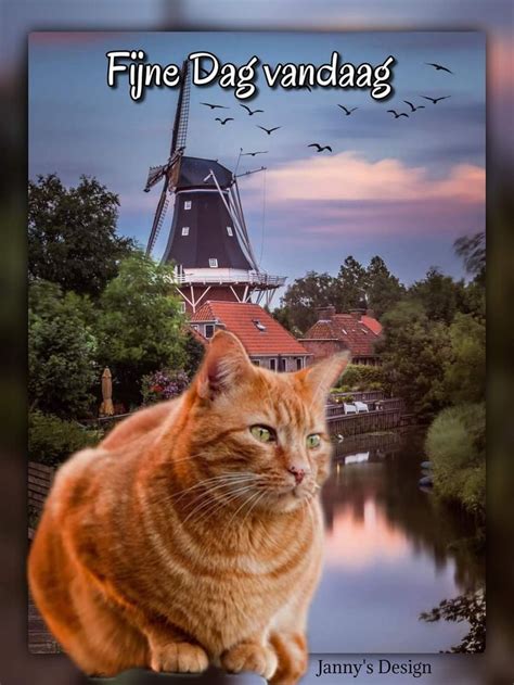 Pin By Jenny Cats On Allerlei Dagen Plaatjes Cats