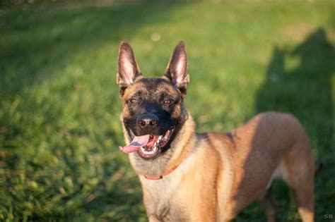 APAGI Seven CHIEN Type Berger Belge Malinois à la robe Fauve masque noir