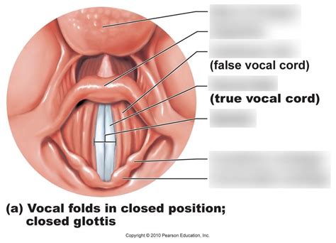 Vocal Folds In Closed Position Closed Glottis Diagram Quizlet