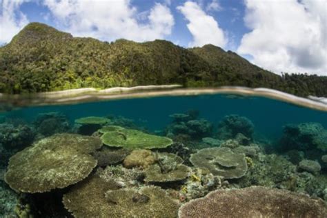 Wisata Raja Ampat Papua Pesona Indonesia