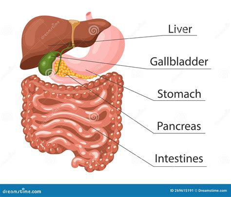 Human Digestive System Anatomy Infographics Banner Liver Stomach