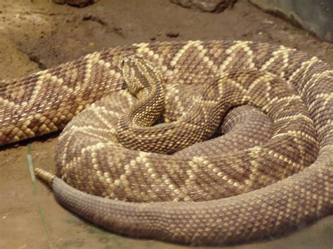 Dónde vive la serpiente de cascabel