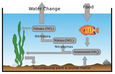 Aquarium Nitrogen Cycle Fishless Cycling Fishkeeping Guide