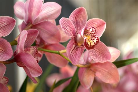 Topo 101 imagem como cultivar orquídea da terra br thptnganamst edu vn