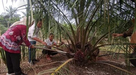 Ingin Punya Kebun Baru Dan Hasilnya Dijamin Puas Ikut PSR Elaeis Co