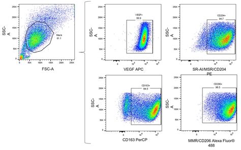Multicolor Flow Cytometry Panel To Identify M2 Macrophages