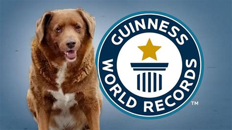 Así es Bobi el perro más viejo del mundo que ha roto el récord