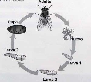 Mosca domestica morfologia ciclo de vida y más sobre ellas