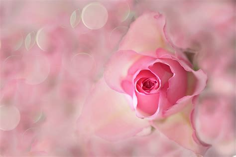 El Top Fondos De Rosas Abzlocal Mx