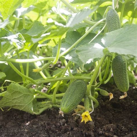 Pepinos cómo sembrarlos cosecharlos y cuidar las plantas
