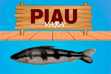 Piau Vara Peixe Caracter Sticas Alimenta O Habitat E Amea As Blog