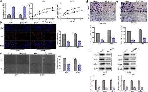 Overexpression Of CADM1 Inhibits The Progression Of LUAD A549 And