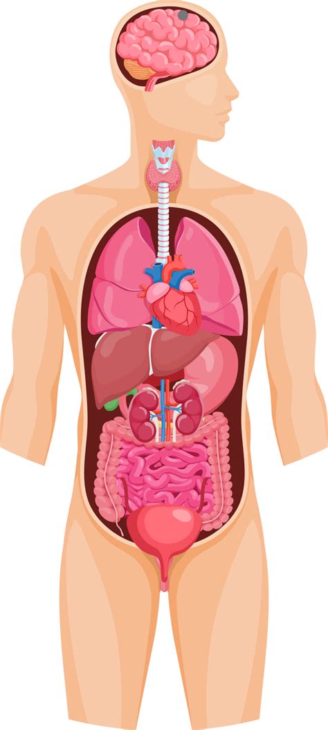 Internal Organs Organ System Human Body Anatomy Tissue Off