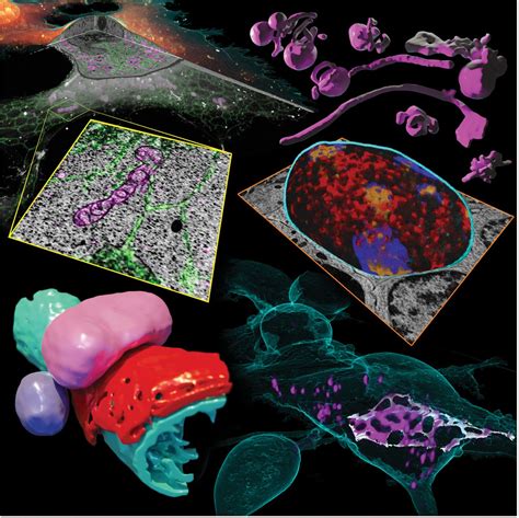 Correlative Three Dimensional Super Resolution And Block Face Electron