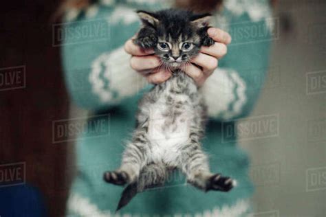 Caucasian Woman Dangling Kitten Stock Photo Dissolve