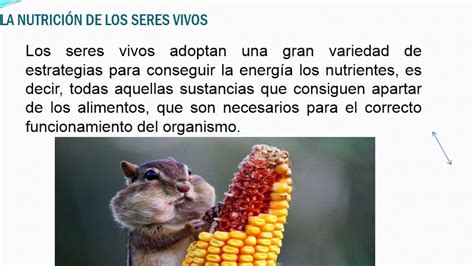 La nutrición de los seres vivos YouTube