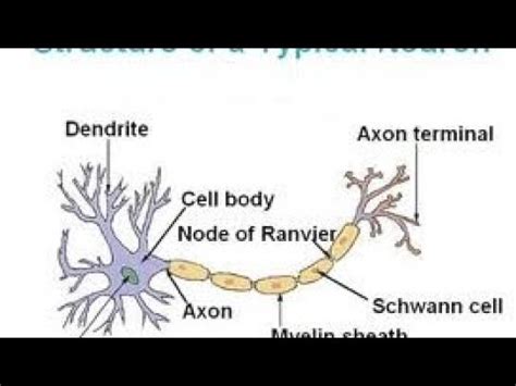 A Neuron Or A Nerve Cell Structure And Function YouTube