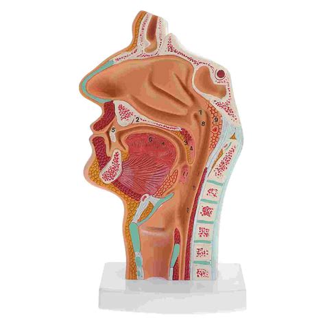 Models Pharynx Larynx Nasal Cavity Model Educational Tool Medical