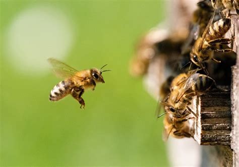 Giornata Mondiale Delle Api L Enorme Importanza Degli Impollinatori