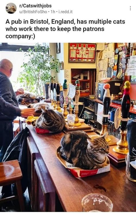 On Twitter RT CatWorkers