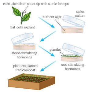 Cloning And Biotechnology Flashcards Quizlet