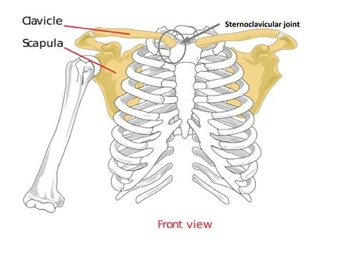 Solution Ccmh Gross Anatomy Palpation Lecture Boney Pectoral