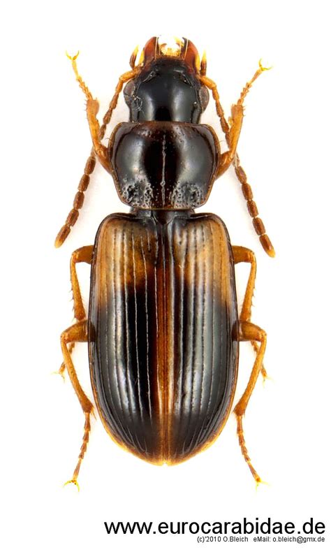 Acupalpus Acupalpus meridianus L 1767 Carabidae автор фото O