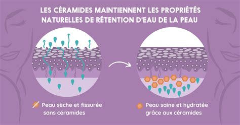 Collagène avec céramides et acide hyaluronique
