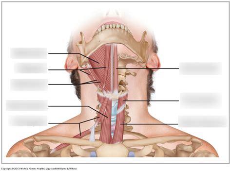 Infrahyoid And Suprahyoid Muscles Diagram Quizlet