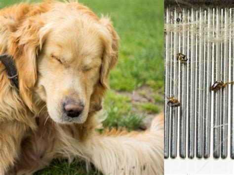 Remedios Para Las Pulgas De Perros