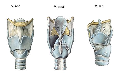 Le Larynx Cartilage Membrane Ligament Diagram Quizlet